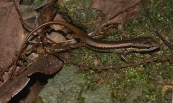 Sphenomorphus incognitus (Sphenomorphus incognitus) - Picture Nature