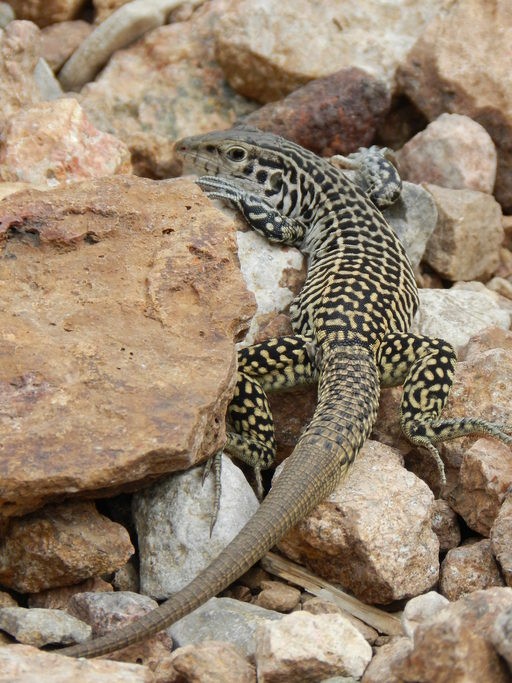Common checkered whiptail (Aspidoscelis tesselata) - Picture Nature