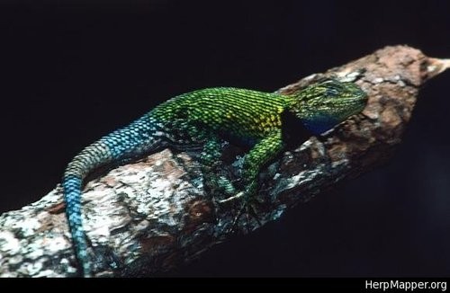 Sceloporus taeniocnemis hartwegi (Sceloporus taeniocnemis hartwegi ...