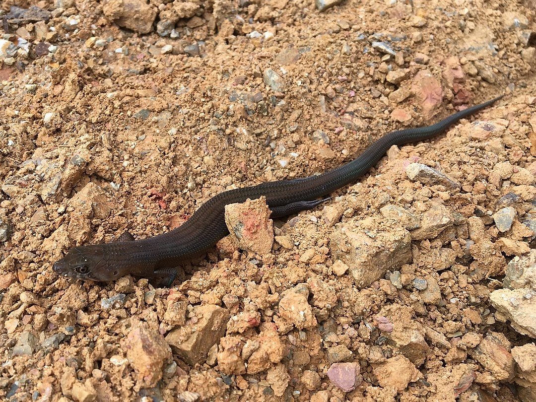 Eugongylus rufescens (Eugongylus rufescens) - Picture Nature