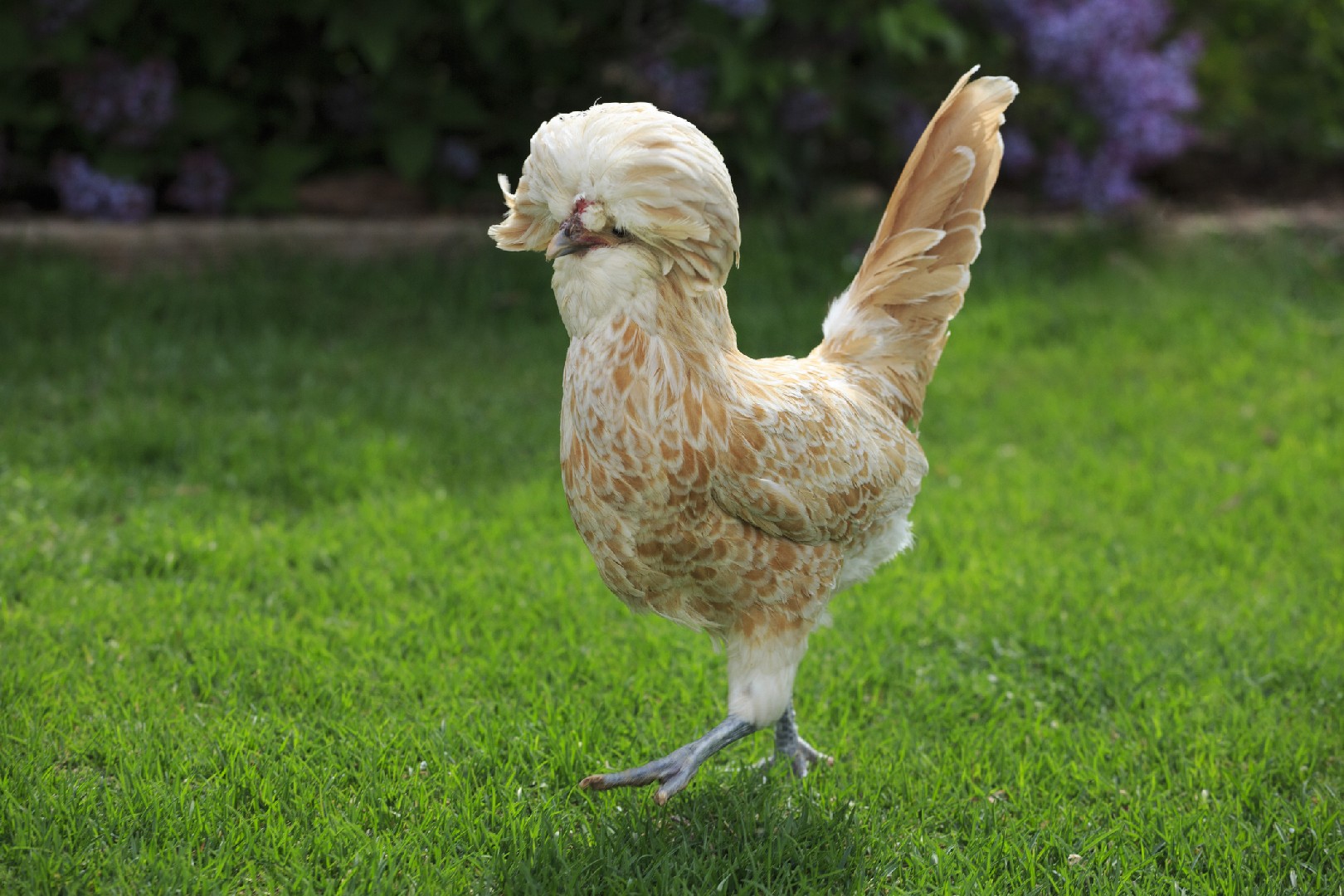 Gallus gallus domesticus 'Polish' (Gallus gallus domesticus 'Polish ...